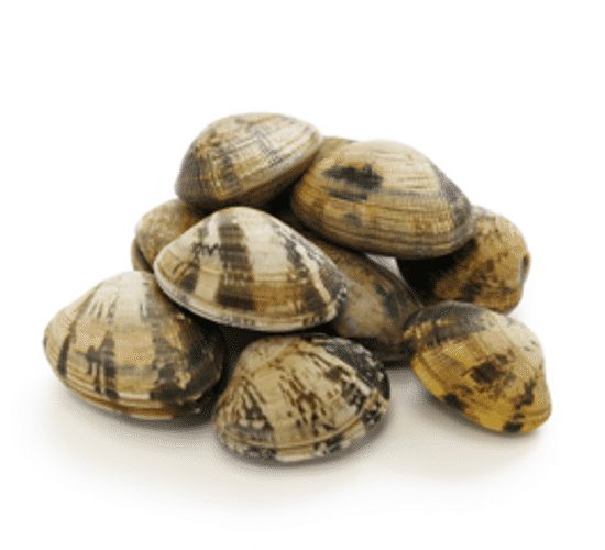 Frozen Asari Lala 21/30 - Mos Fresh Trading Sdn Bhd