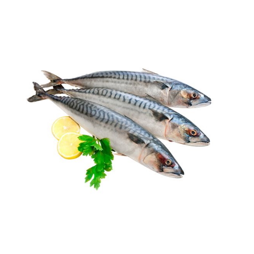 Frozen Whole Saba 400/600 - Mos Fresh Trading Sdn Bhd