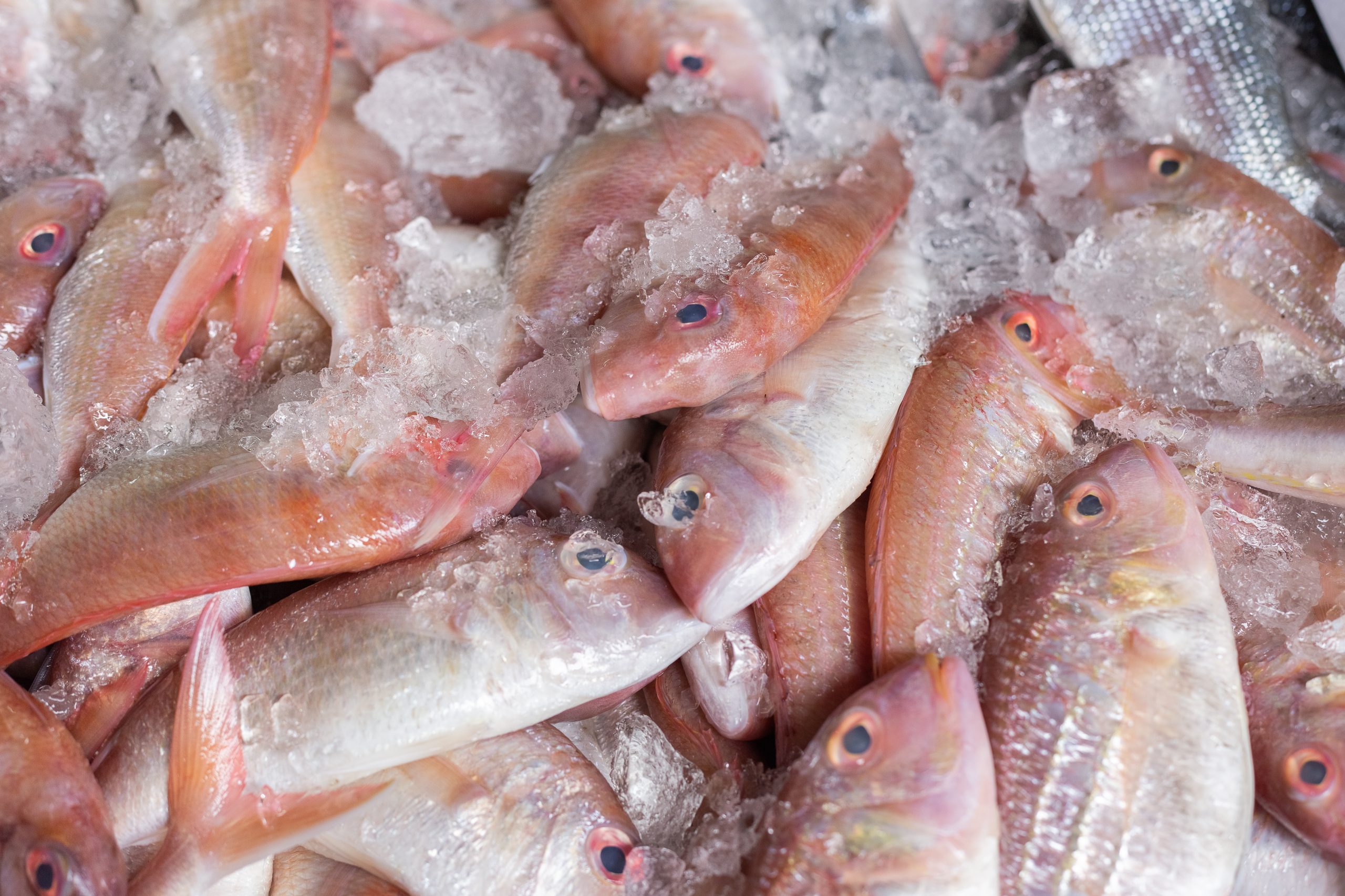 Source for Fresh Frozen Seafood in Selangor