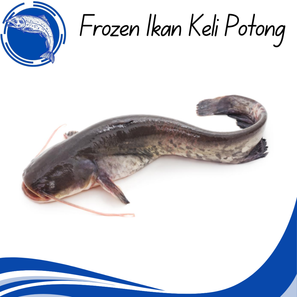 Premium Fresh Fish Seafood Supplier